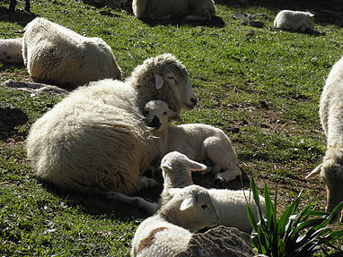 Oveja merina Grazalema: 100% raza autóctona - Quesos El Bosqueño